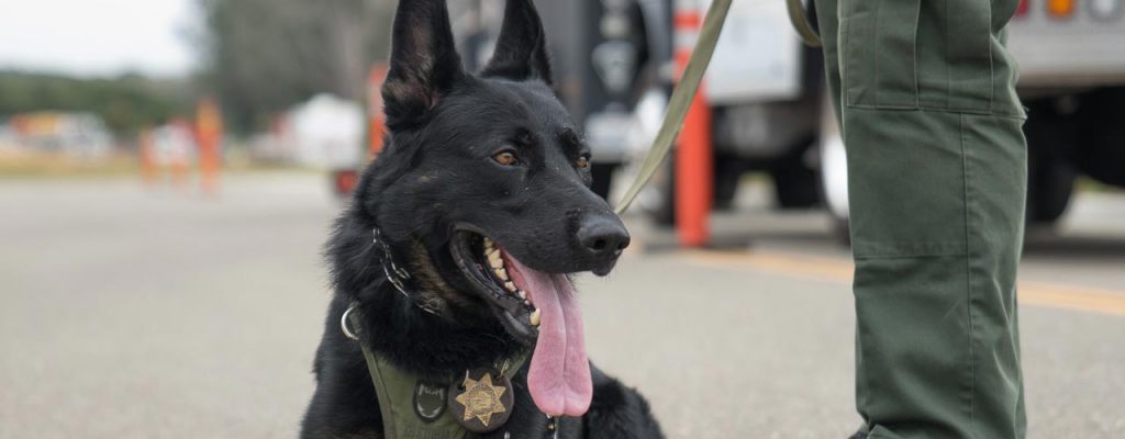 Home – Santa Barbara County Sheriff's Office